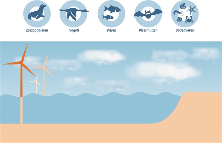 Effect op natuur | Wind op zee